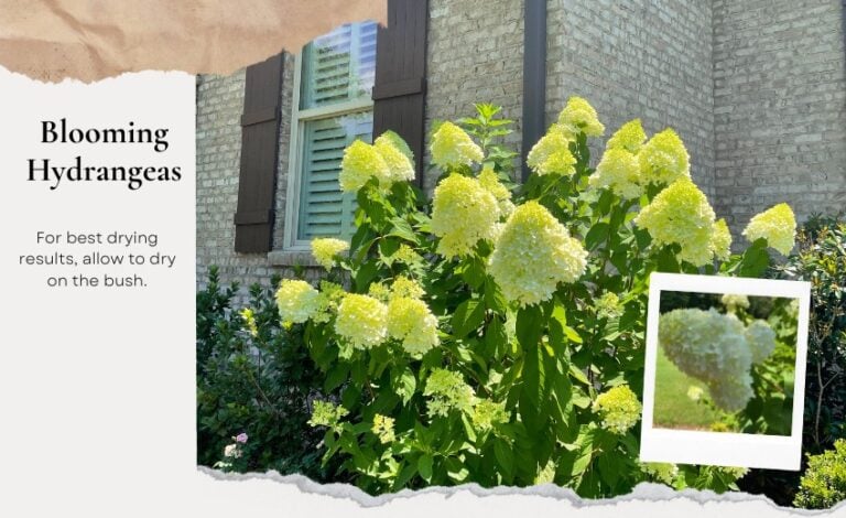 Spray Paint Dried Hydrangea Blooms | Jeannie Pence