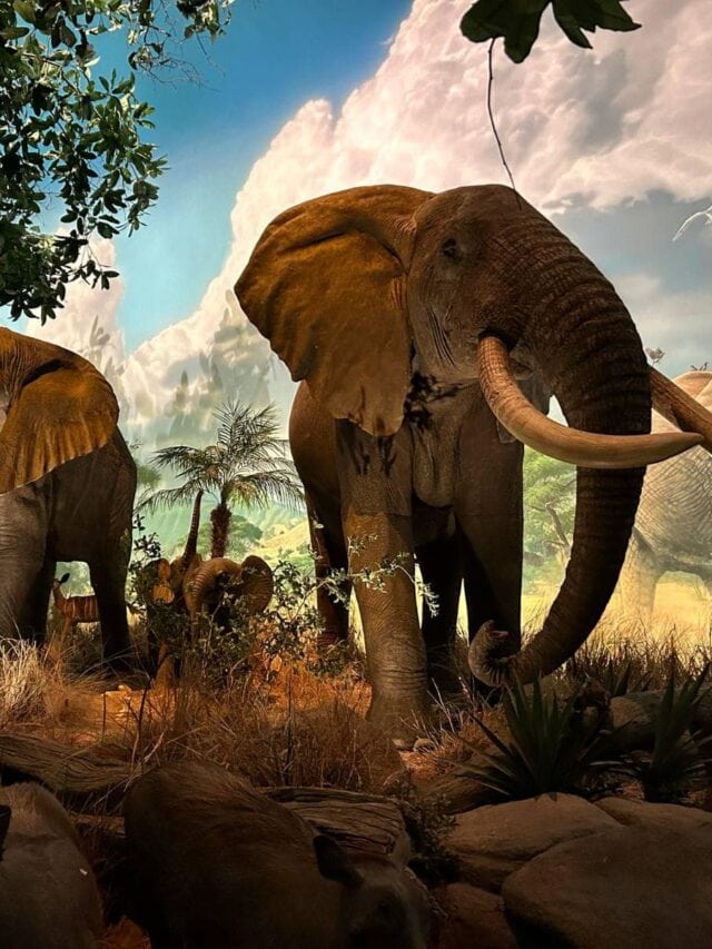 Visit the Bass Pro Shop Wildlife Museum in Springfield, MO! | Jeannie Pence